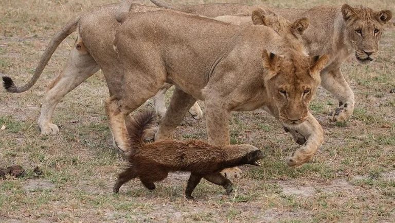 Bal Porsuğu Nedir, Özellikleri, Bal Porsuğu Hakkında Detaylar